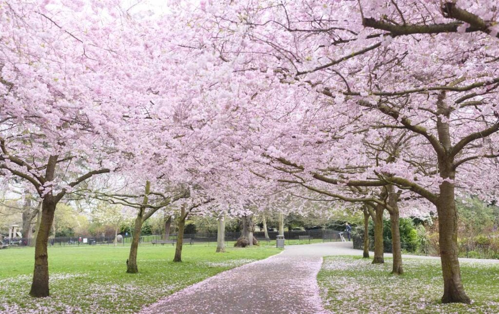 Where to See the Earliest Spring Blooms in London - London Perfect