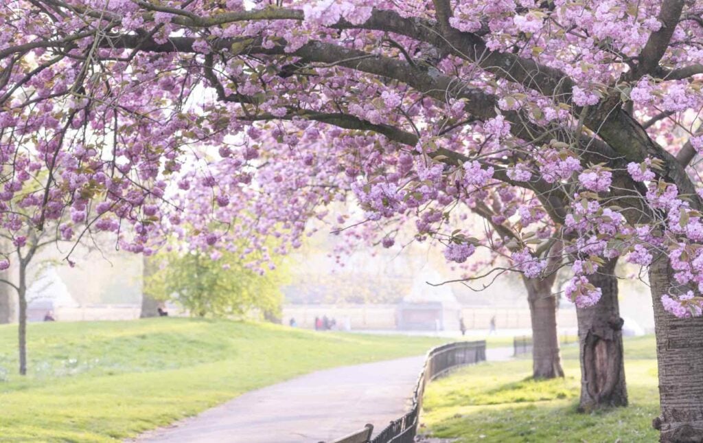 Don't Miss the Spring Blooms in Kensington and Chelsea - London Perfect